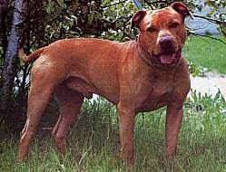 RAZAS DE PERROS: RAZAS DE PERROS DE PELEA